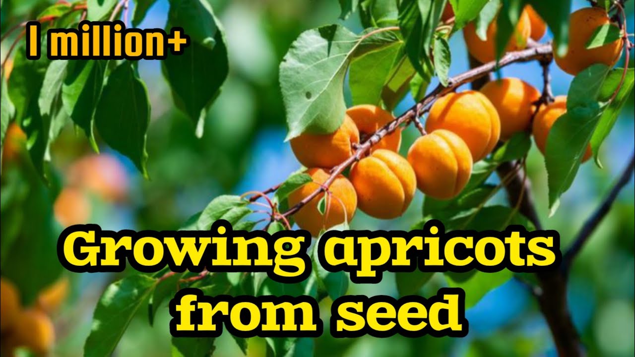 Growing Apricots From Seed | grow apricots Tree | Germinate apricot ...