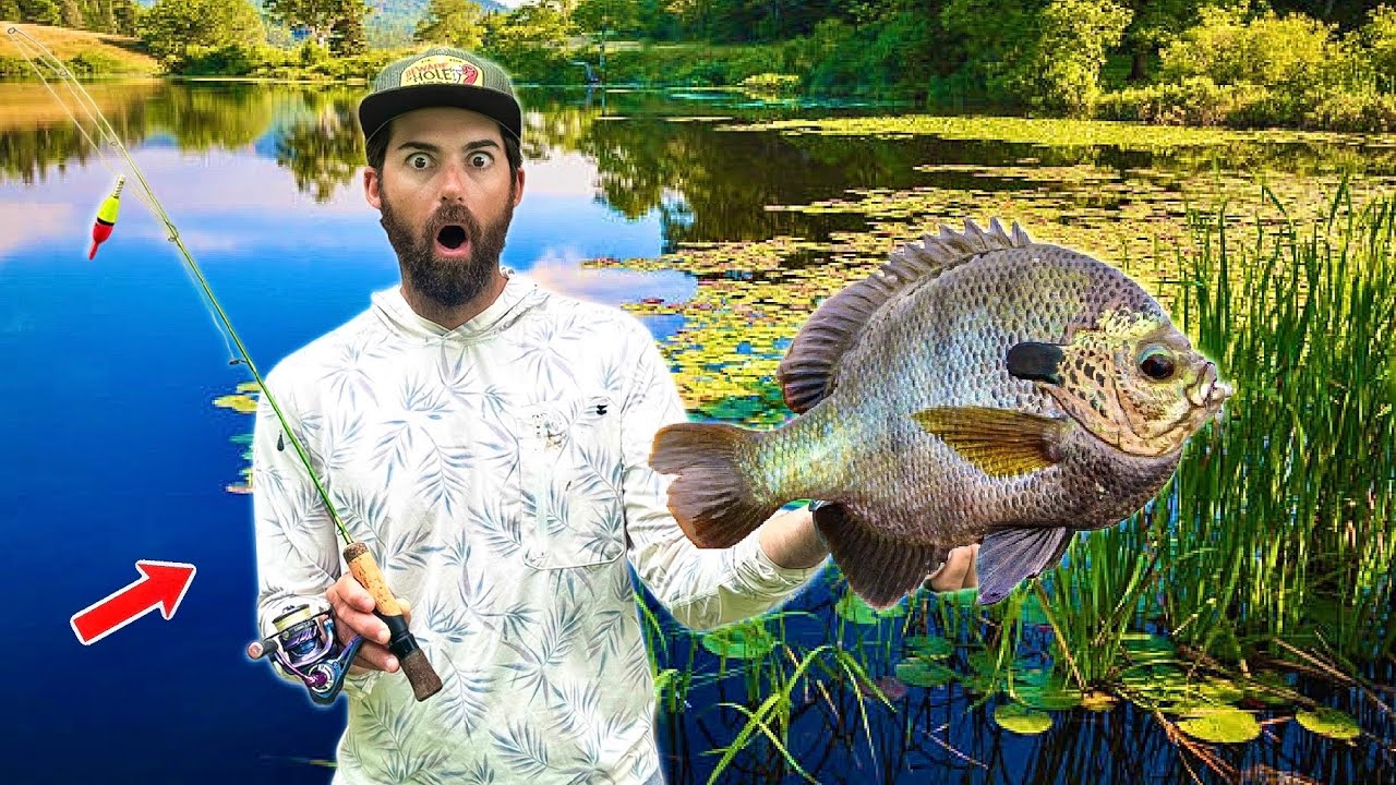 Caught The WORLD'S LARGEST Bluegill on a MICRO ROD... These Fish are ...