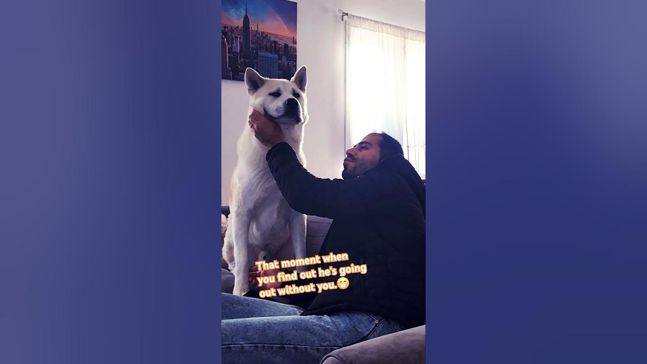 That moment when you find out he's going out without you🤣#pets #dog # ... That moment when you find out he's going out without you🤣#pets #dog # ...