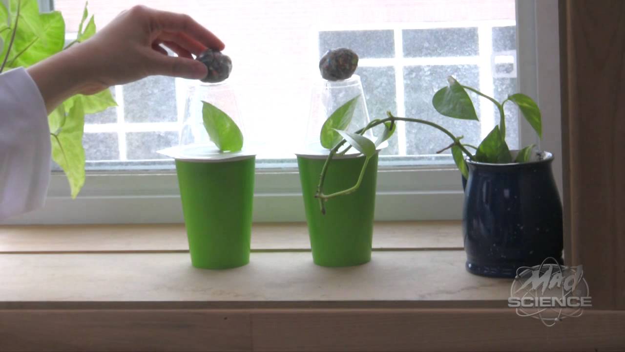 Plant Perspiration Experiment - Mad Science of West New Jersey - YouTube