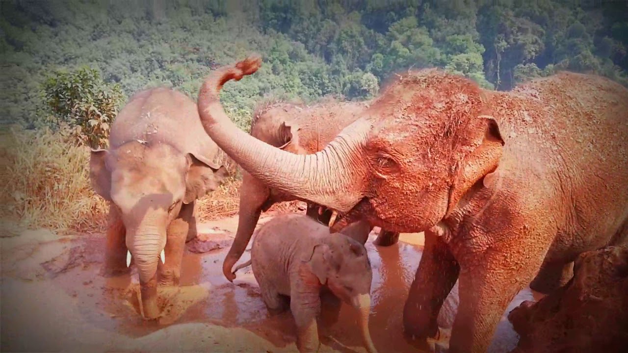 Elephant jungle paradise - YouTube