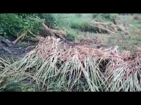 Rov Mus Saib Kuv Cov Zuab Nyuj Kuv Luaj - YouTube