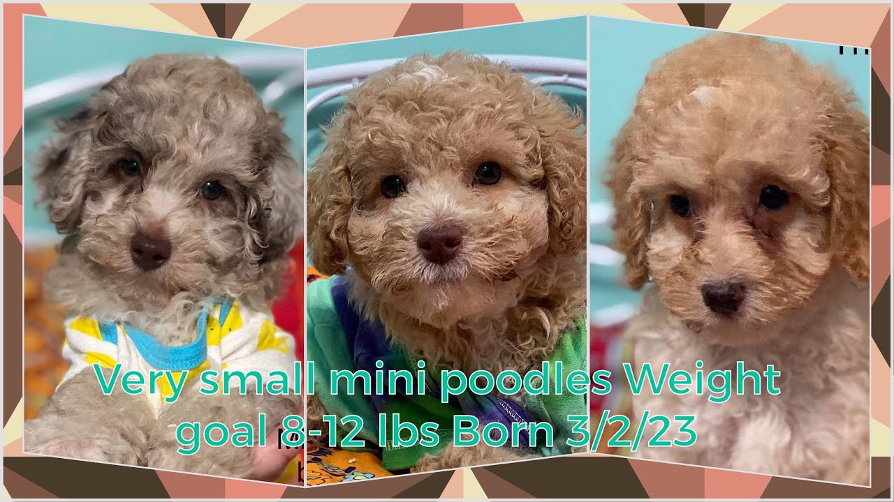 Very small mini poodles Weight goal 8-12 lbs Born 3/2/23 NYS871 - YouTube