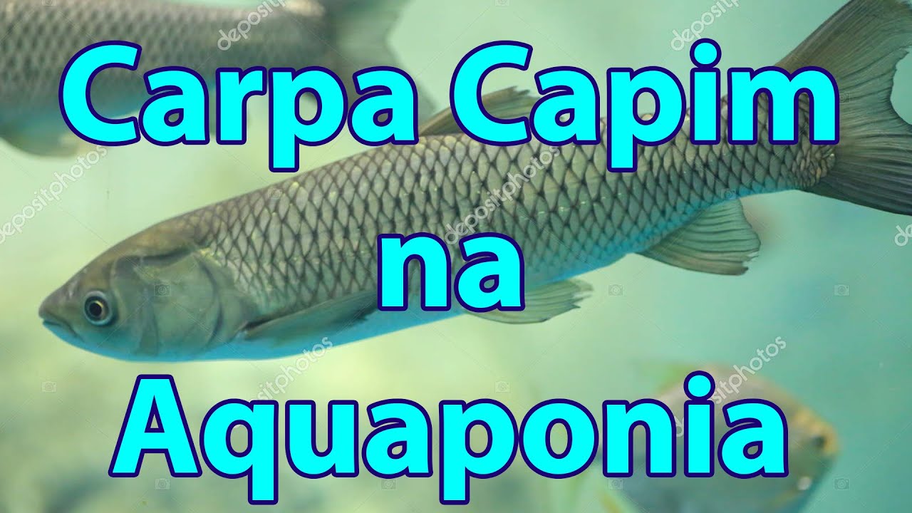 Carpa Capim na Aquaponia - YouTube