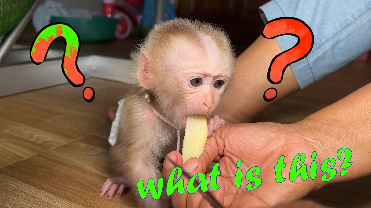 So Cute ! Baby monkey PiPi was let by his mother to try an apple - YouTube