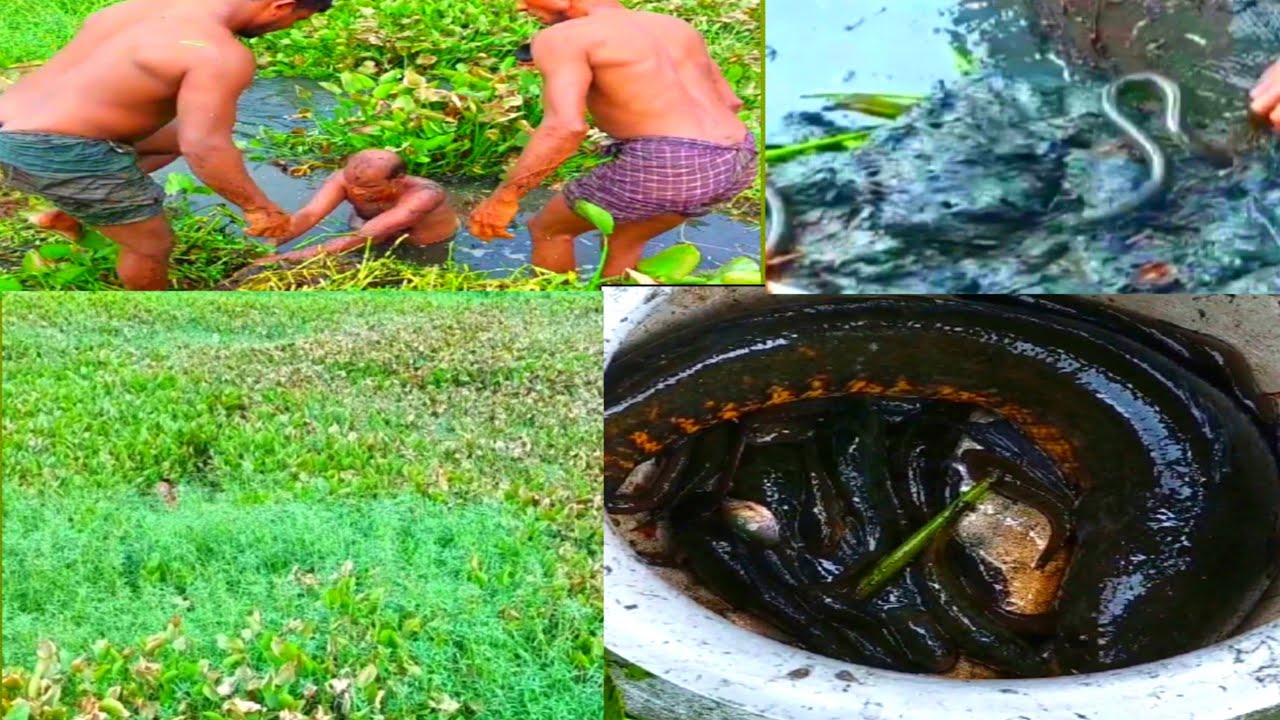 বেরজাল জাল দিয়ে অনেক বড় বড় মাছ ধরছে । Fish Catching by berjal jal ...