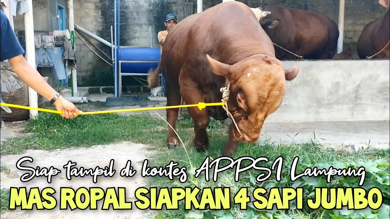 Mas Ropal 4 ekor sapi jumbonya siap ikut kontes APPSI Lampung - YouTube