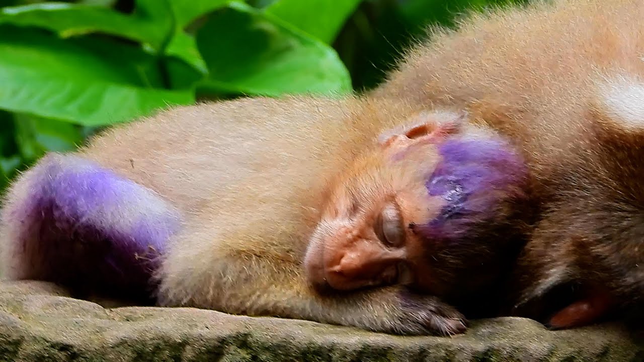 Oh Great ! Sleep With Mummy I Hurt Much Lovely Baby Monkey. - YouTube