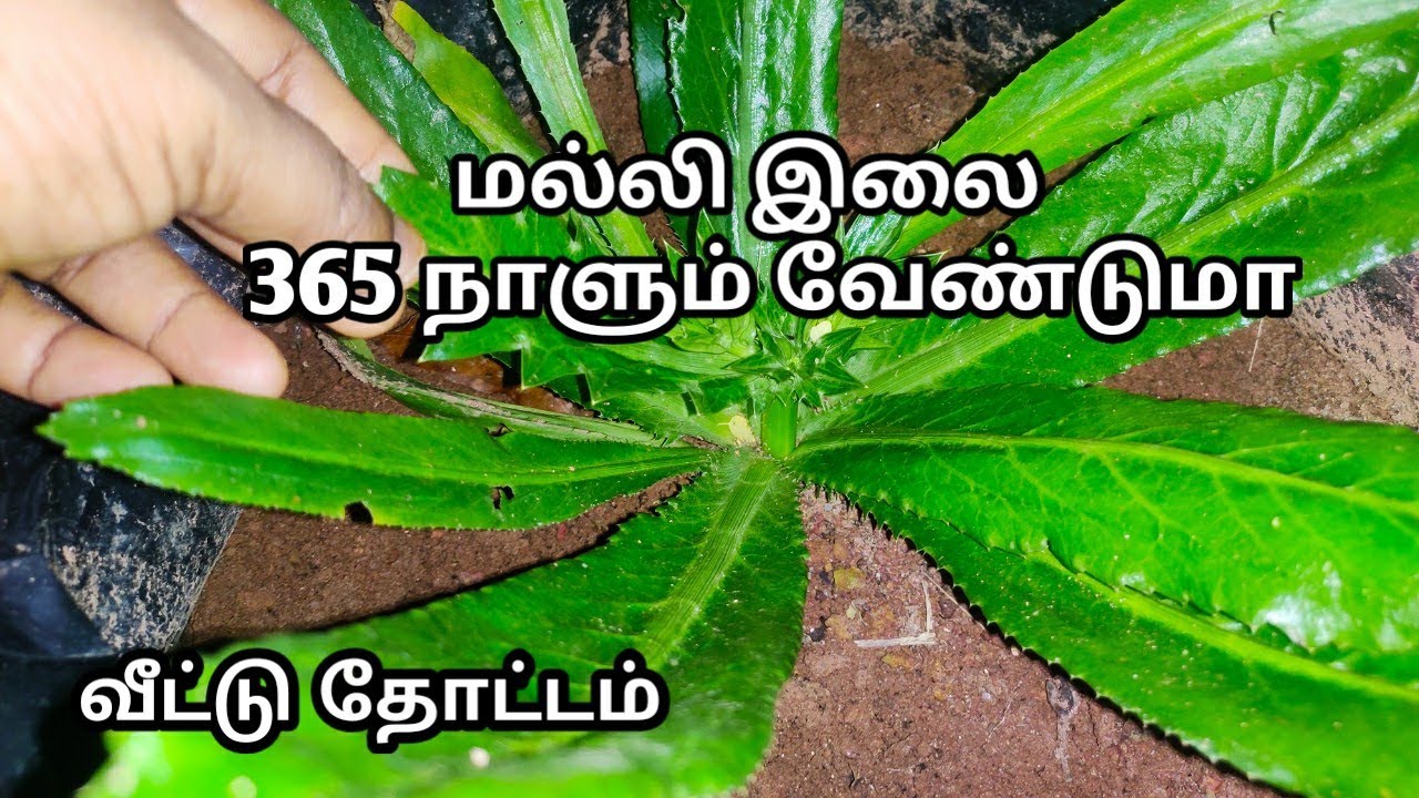 வருடம் முழுவதும் மல்லி இலை வேண்டுமா/How to grow African Coriander ...