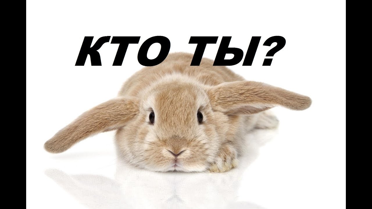 Как определить пол у кролика Кролик кто ты Youtube