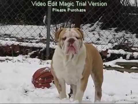 Anderson Bulldogges March 09 Snow Day - YouTube