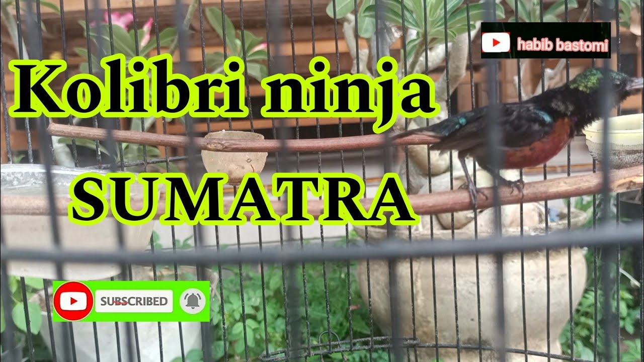 Kolibri ninja sumatra - YouTube