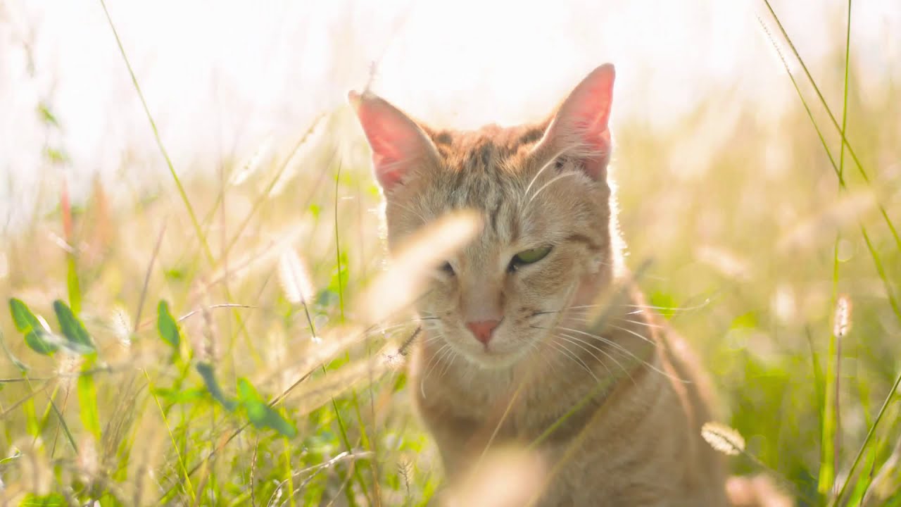 cat videos | cats meowing | catfish | catch and cook - YouTube