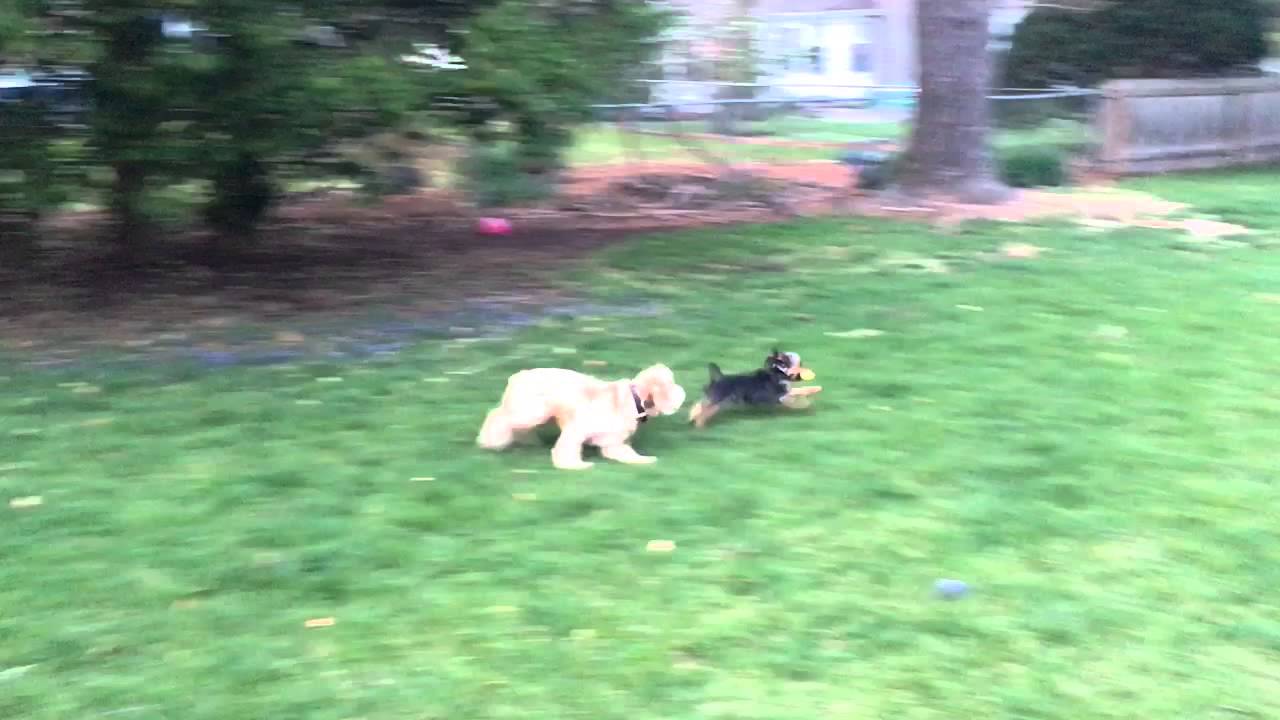 Huey chasing Rambo - YouTube
