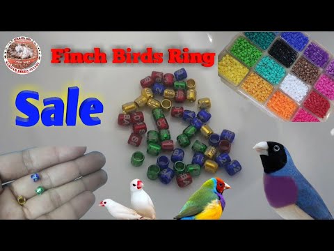 Finch & Java Birds Lage Ring Sale. - YouTube
