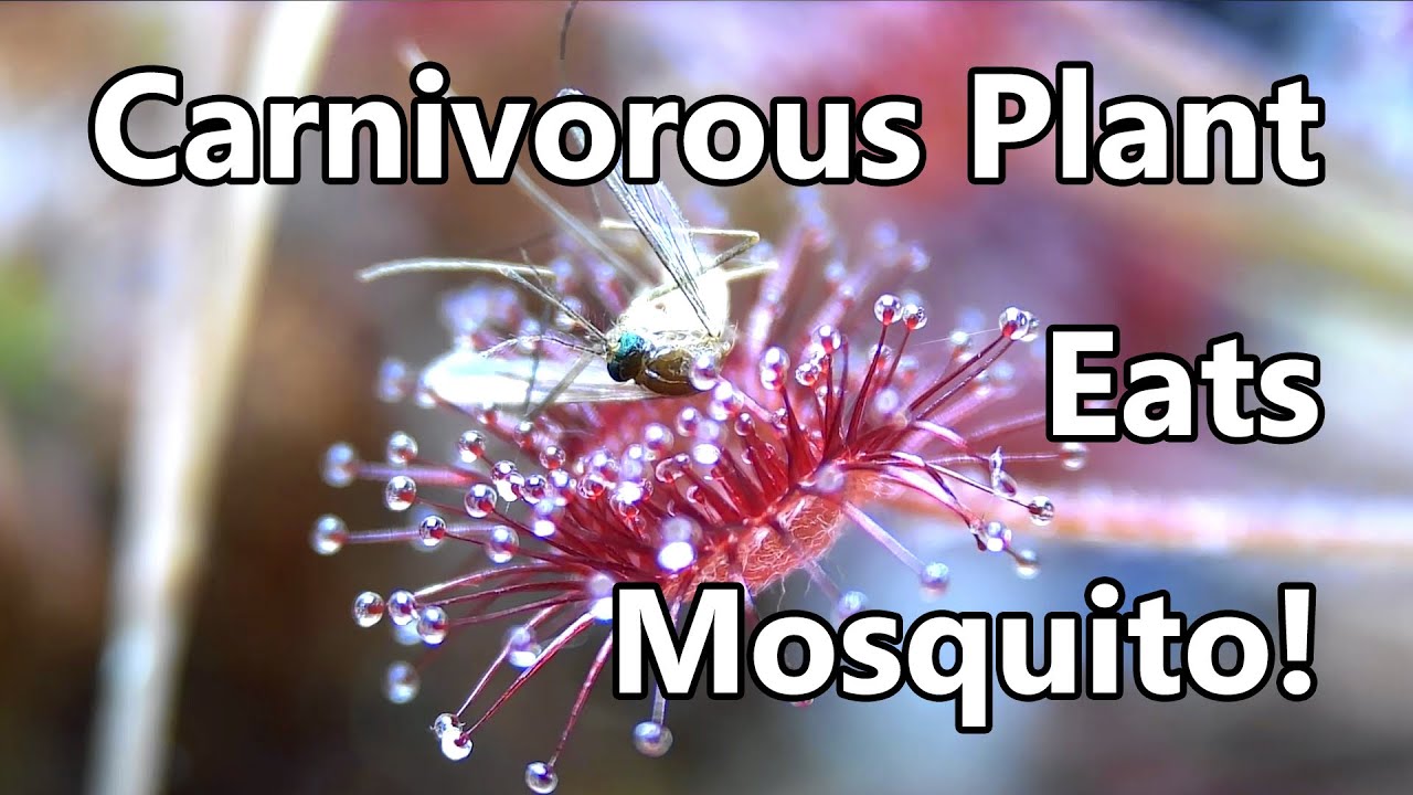 Feeding a sundew carnivorous plant! | Timelapse ep15: Drosera lanata x ...