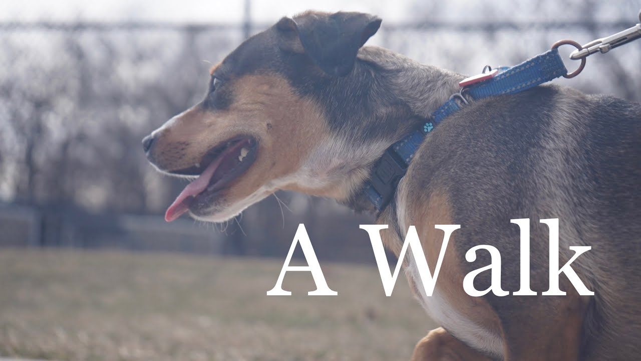 A Cinematic Dog Walk (and photography tips) - YouTube