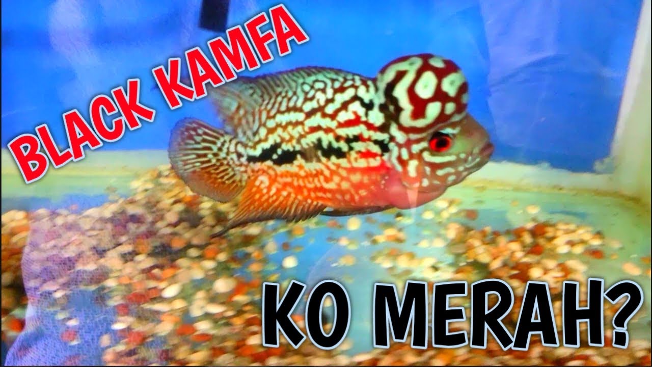 LOUHAN BLACK KAMFA THAILAND DI DEQUEEN AQUATICS - YouTube