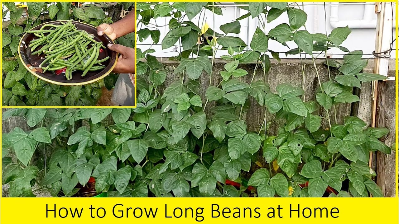 How to grow Yard Long beans from seeds / Terrace Gardens / Home ...