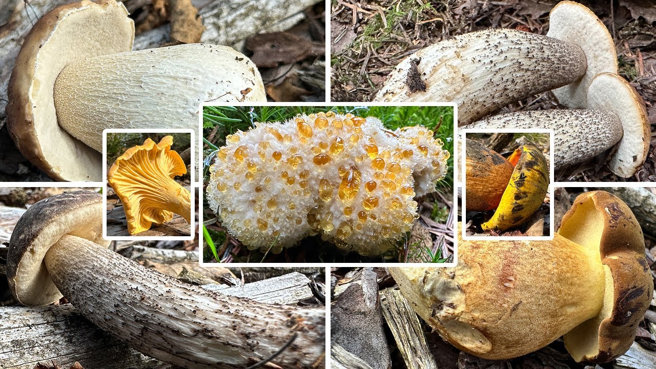 Speisepilze zum Monatswechsel | Pilze im Herbst 2023 | Steinpilz ...