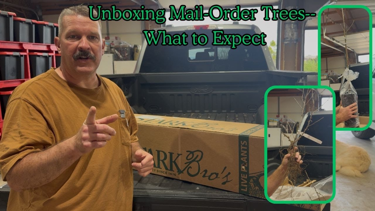 Unboxing Mail-Order Trees-- What to Expect - YouTube