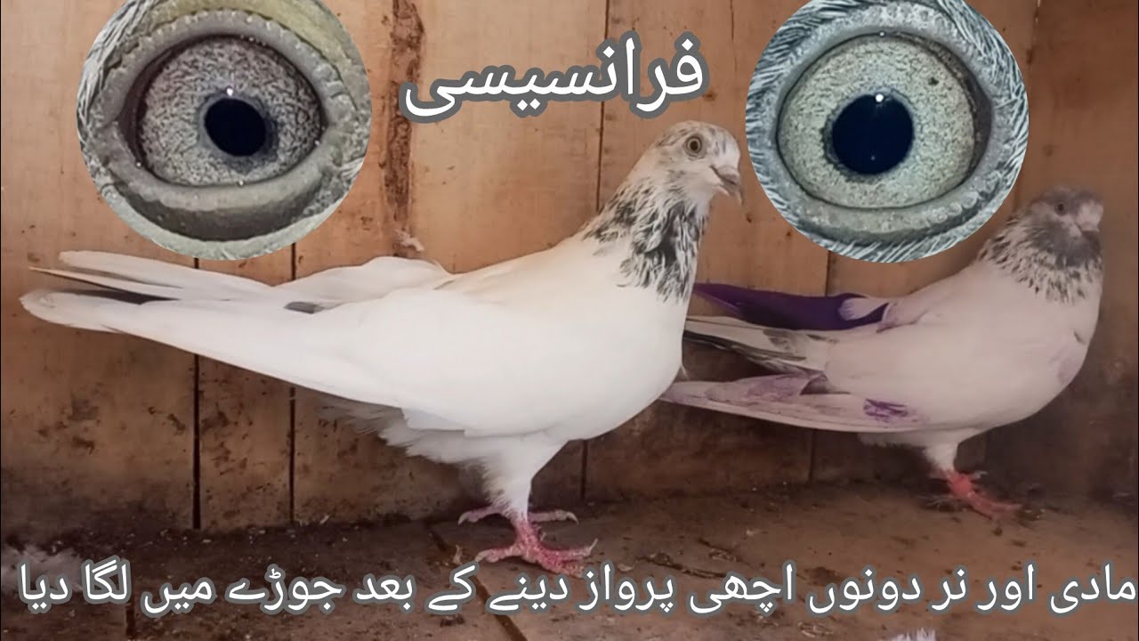 jody lgany ka aghaz kr diya|francia male or female dono udhy hoae ka ...