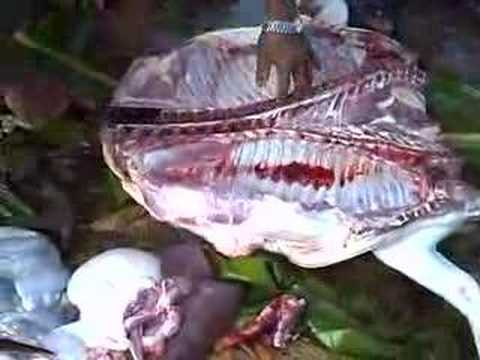 Gutting A Pig in Vietnam 05 - YouTube
