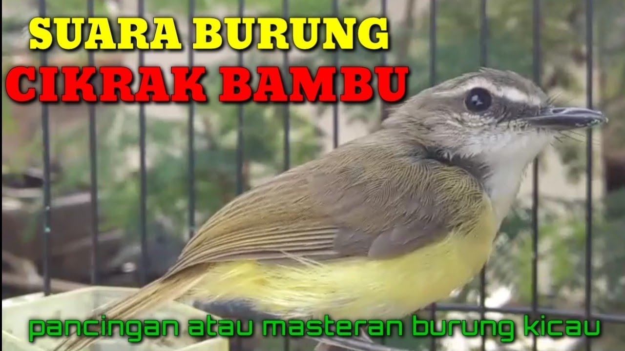 SUARA BURUNG CIKRAK BAMBU GACOR, UNTUK PANCINGAN ATAU MASTERAN. - YouTube
