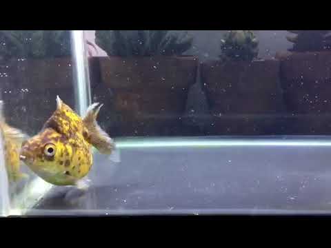 Ikan mas koki ryukin 160 - YouTube
