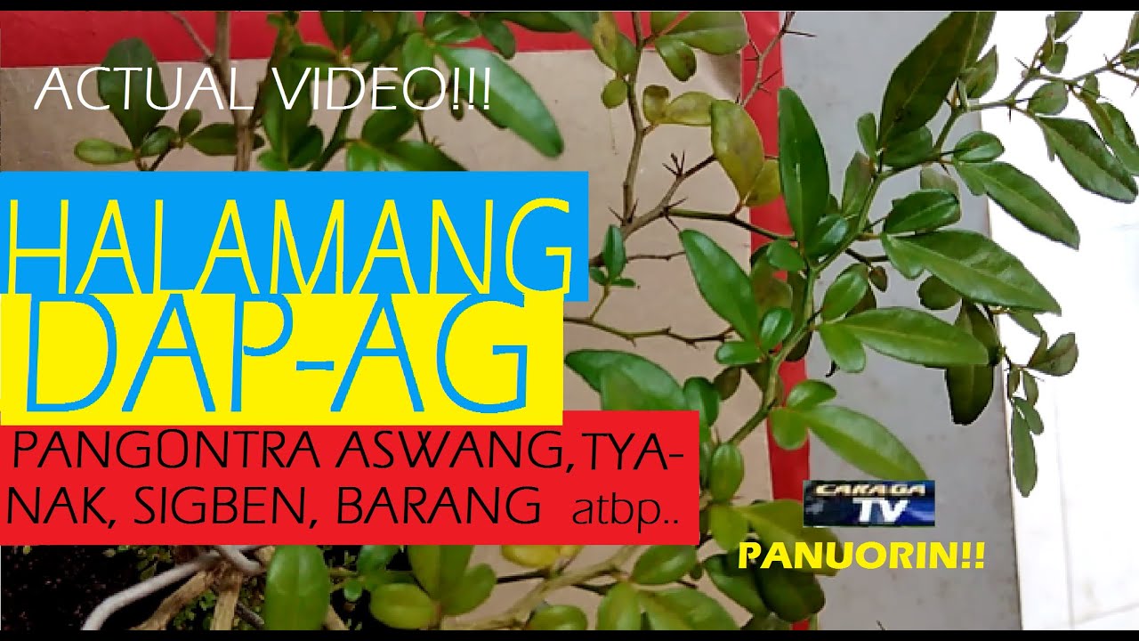 HALAMANG DAP-AG, (FIRST TIME IN YOUTUBE), PANGONTRA BARANG, ASWANG ...