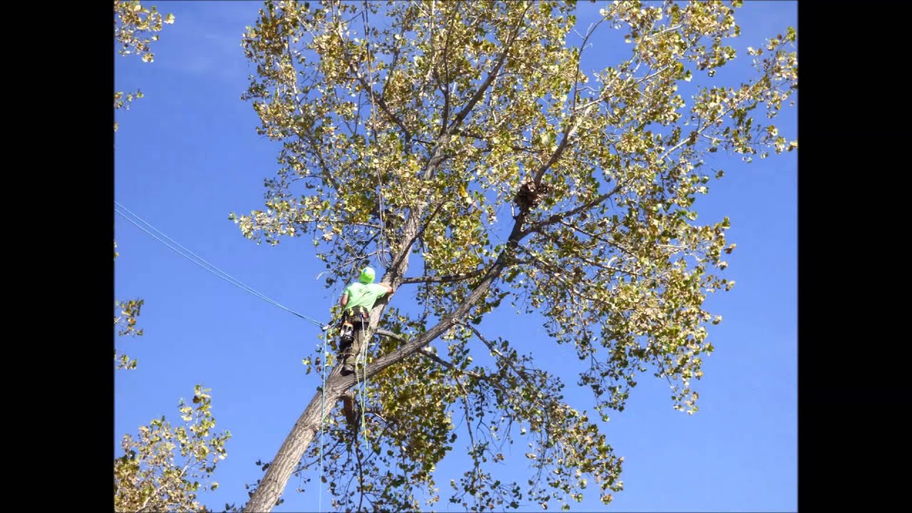 Taking Down a 90 Ft. Cottonwood Tree in 2 1/2 minutes - YouTube