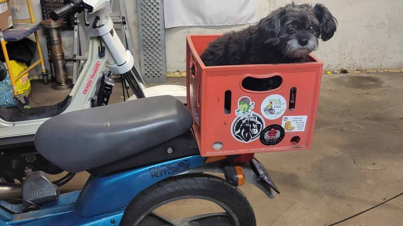 2025 peugeot fox moped updates! new upgrades, modifications, and ...