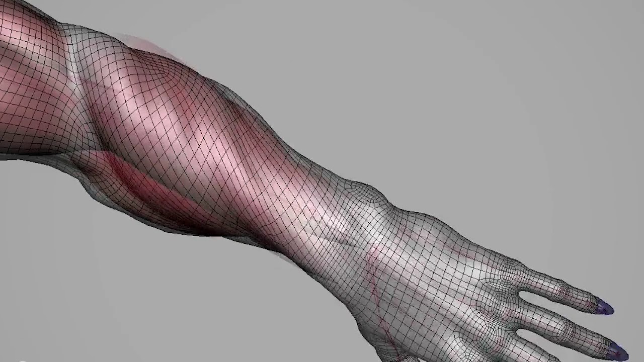 Muscles of the Arm | Muscular Rigging Demo - YouTube