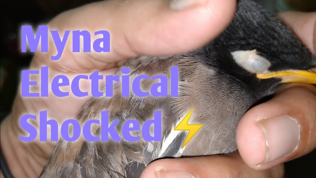 Myna shocked | legs injured 😓 - YouTube
