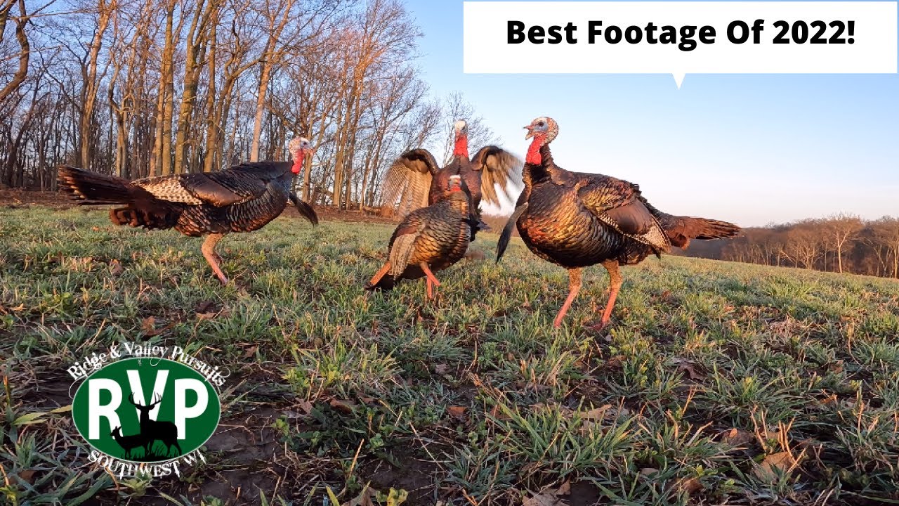 Best Footage of 2022 - Wisconsin Turkey Hunt - Dickman Delivers - YouTube