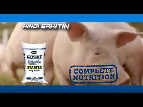 B MEG EXPERT HOGS - YouTube