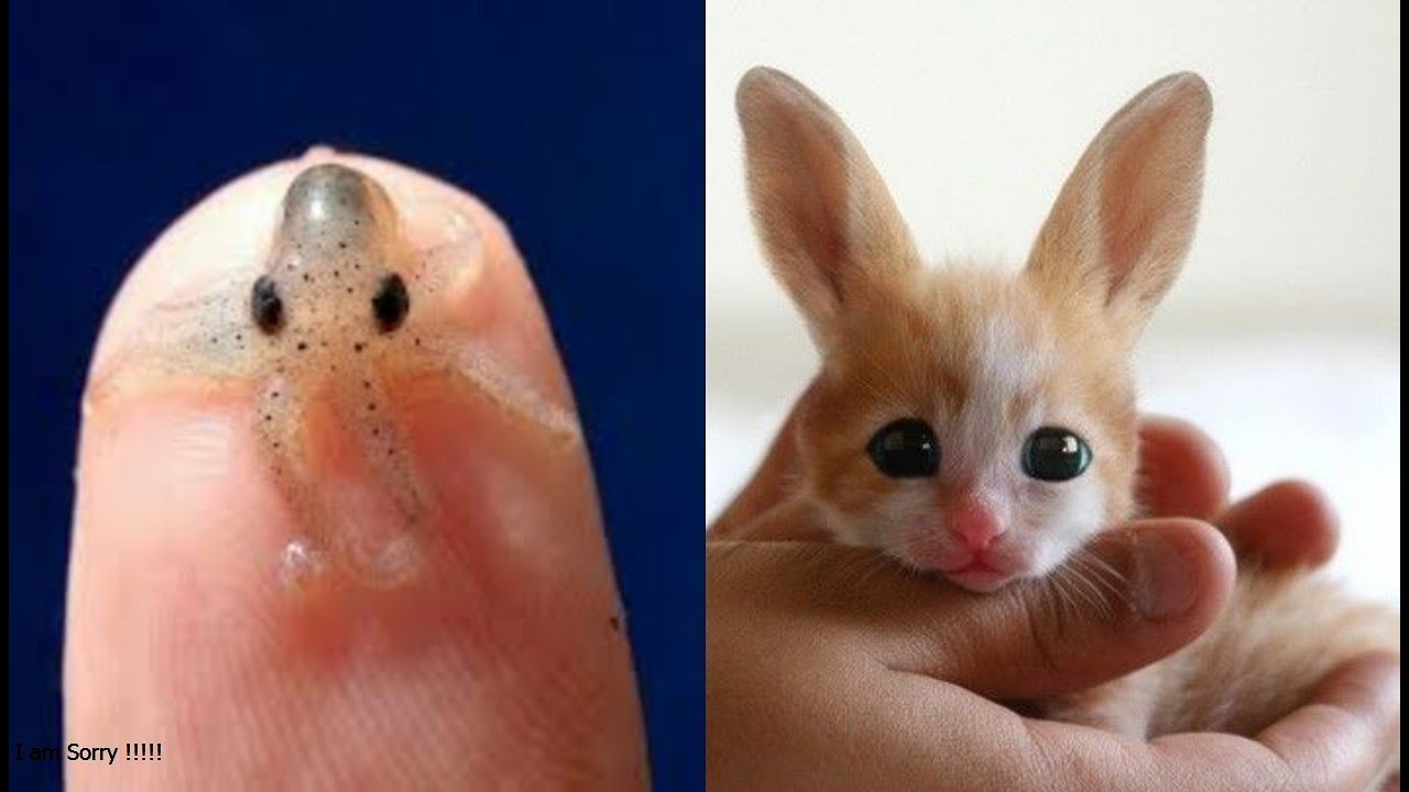 2021|animals SOO Cute! Cute baby animals Videos Compilation cutest ...