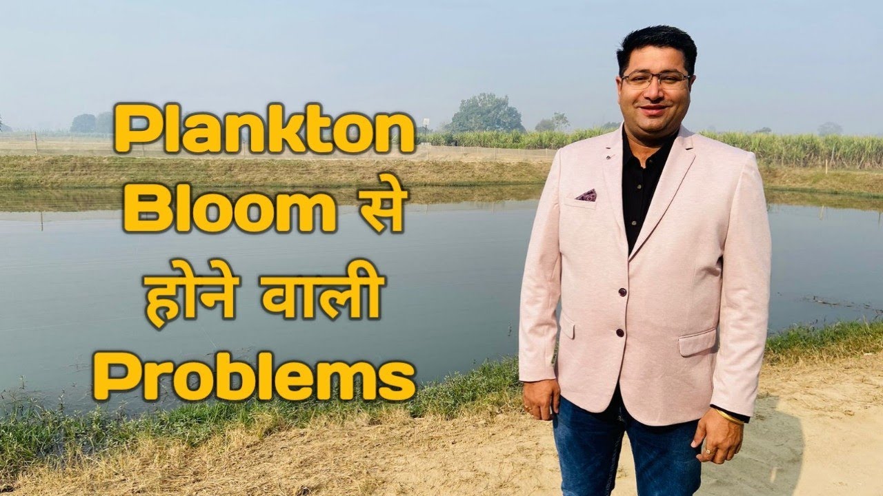 Plankton Bloom Control: Tips for Healthy Fish Ponds - YouTube