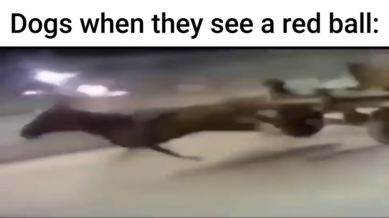 Animal Slander 2 - YouTube