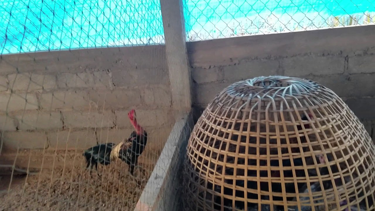 Qaib pama ncaws zoo - YouTube