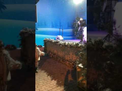 Elisahib Celilov yeni il-2017