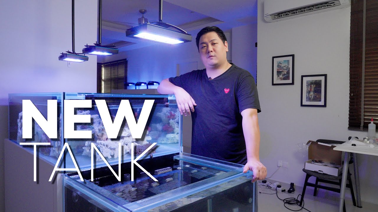 250G Saltwater Predator Tank! Dual display Reef tank with a Waterfall ...