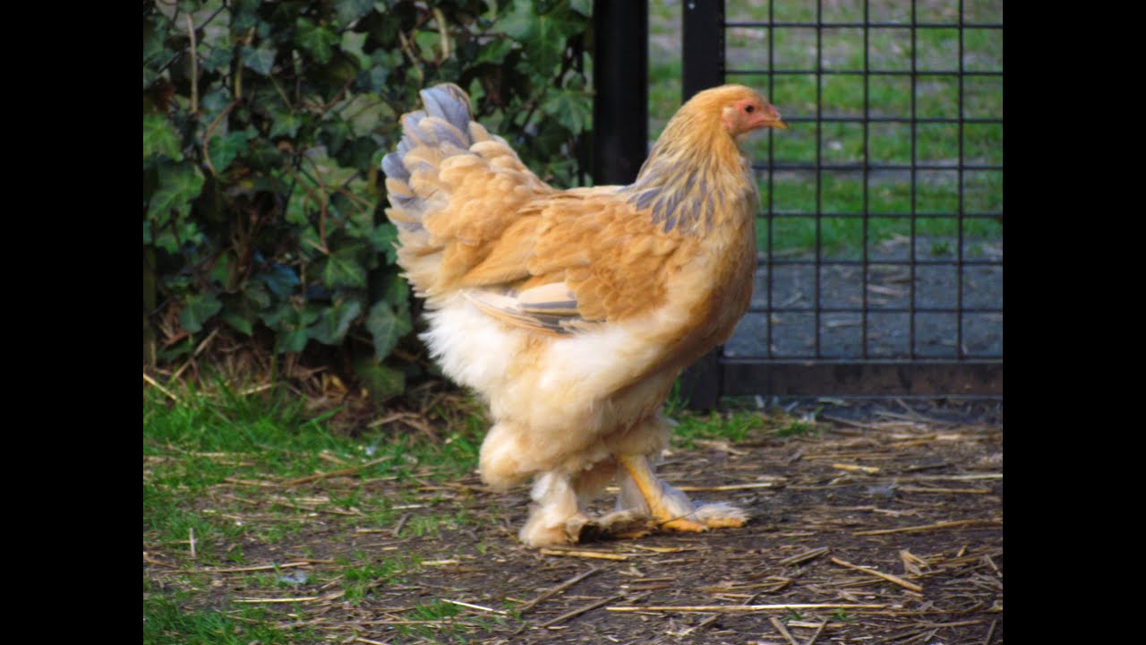 Brahma farm Belgium - young brahmas outside - YouTube