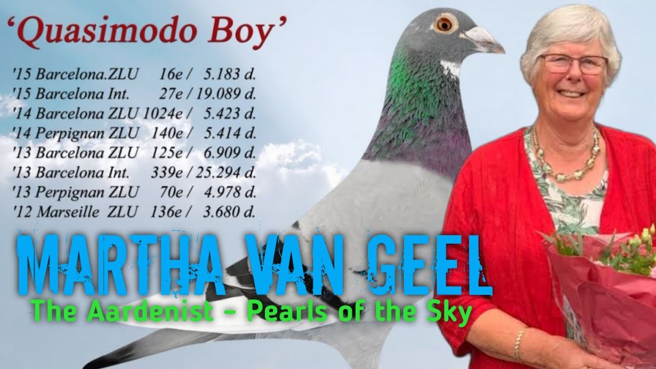Martha Van Geel - The Legendary Pigeon of Marijn Van Geel - YouTube