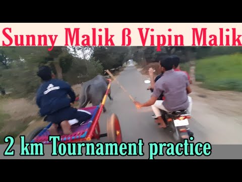 Sunny Malik and Vipin Malik ¦¦ 🐃झोटा रैस || 🐃jhota race 2 km ¦¦ 2km ...