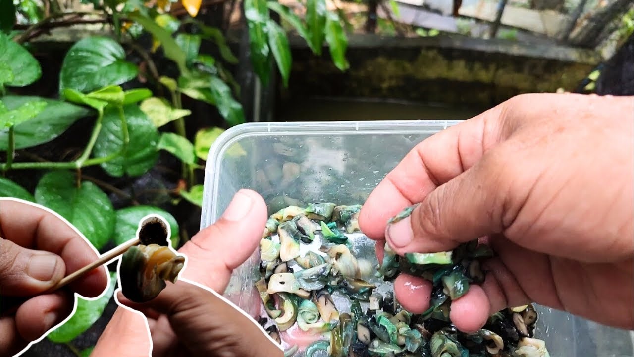 Sebelum panen Lele di beri keong burungan - YouTube