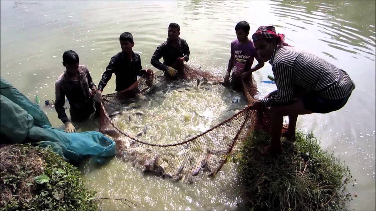 Tilapia hatchery in Bangladesh - YouTube