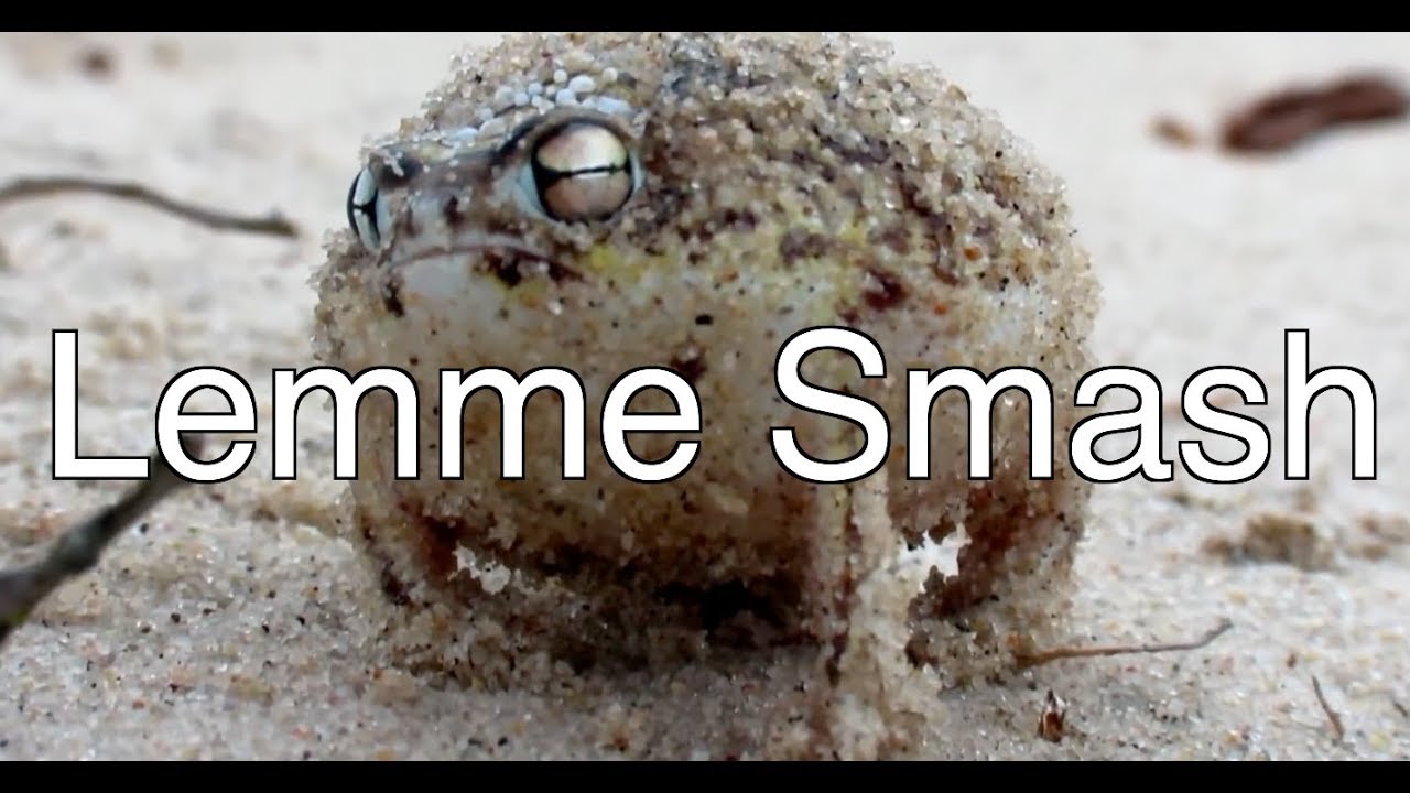Lemme Smash - Angry Frog - YouTube