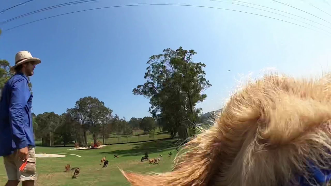 Golden Retriever GoPro in Dog Playground | Doggie Daycare Australia The ...
