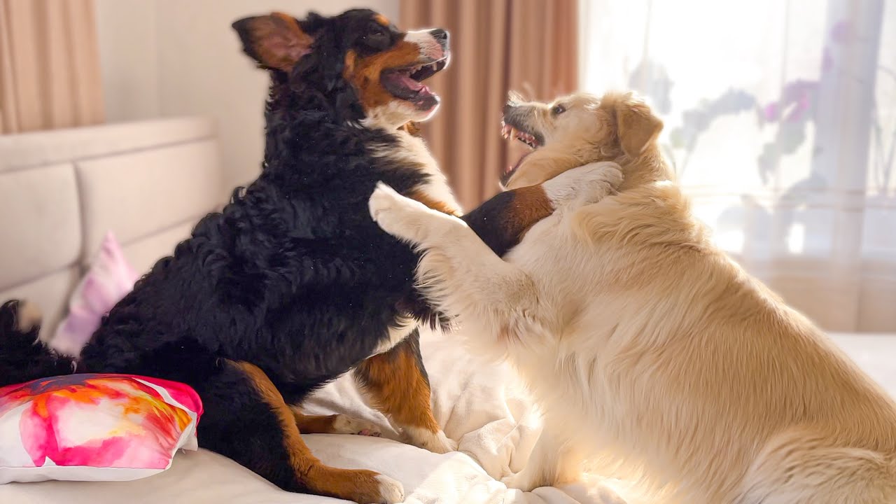Golden retriever and Bernese Mountain Dog Fighting on the Bed - YouTube